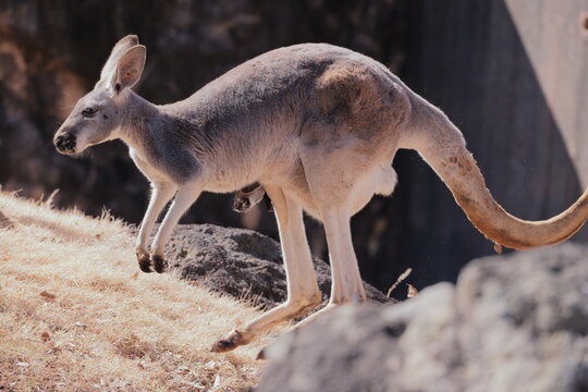 Obrázky Klokan – procházejte fotografie, vektory a videa 18,939 | Adobe ...