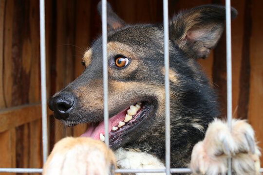 "Dog Shelter" Images – Browse 24,039 Stock Photos, Vectors, and Video ...