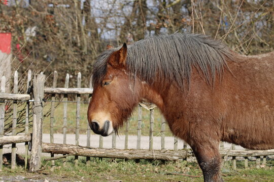 Chevalin Bilder – Durchsuchen 6,642 Archivfotos, Vektorgrafiken und ...