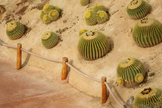 Xerophyten Bilder – Durchsuchen 16,006 Archivfotos, Vektorgrafiken und ...