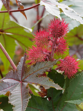 Rizinusstrauch Bilder – Durchsuchen 792 Archivfotos, Vektorgrafiken und ...