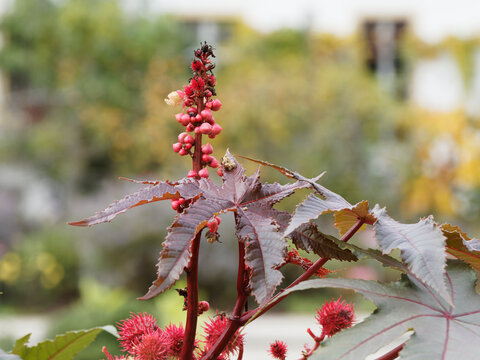 Rizinusstrauch Bilder – Durchsuchen 879 Archivfotos, Vektorgrafiken und ...