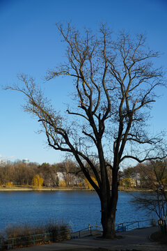 รูปภาพ"Bur Oak" – เลือกดูภาพถ่ายสต็อก เวกเตอร์ และวิดีโอ190 | Adobe Stock