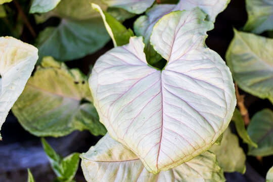 รูปภาพNephthytis – เลือกดูภาพถ่ายสต็อก เวกเตอร์ และวิดีโอ189 | Adobe Stock