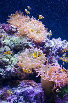 Schimmen-Bilder: Stock-Fotos & -Videos. | Adobe Stock