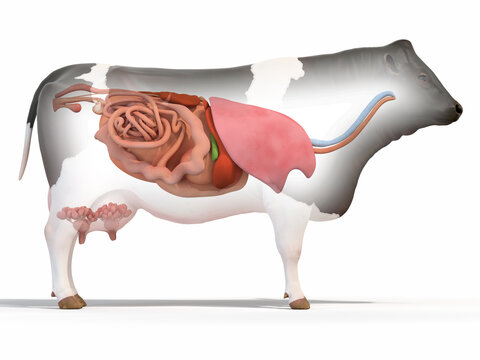 Kuhmagen Bilder – Durchsuchen 4,309 Archivfotos, Vektorgrafiken und ...