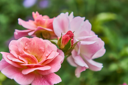 รูปภาพFloribunda – เลือกดูภาพถ่ายสต็อก เวกเตอร์ และวิดีโอ6,866 | Adobe ...