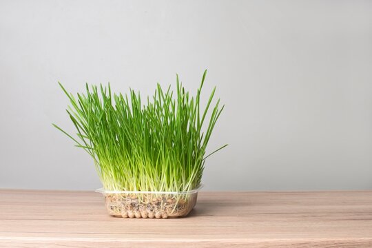 Wheatgrass Images – Browse 16,073 Stock Photos, Vectors, and Video ...