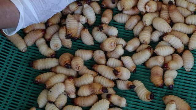 "Sago Palm Weevil" Images – Browse 1,075 Stock Photos, Vectors, and ...