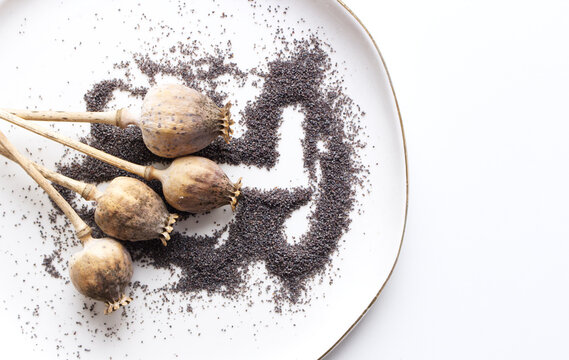 "Poppy Straw" Imagens – Procure 1,105 fotos, vetores e vídeos | Adobe Stock