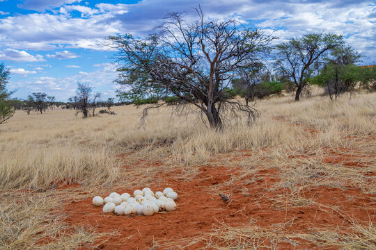 Strausseneier Bilder – Durchsuchen 55 Archivfotos, Vektorgrafiken und ...