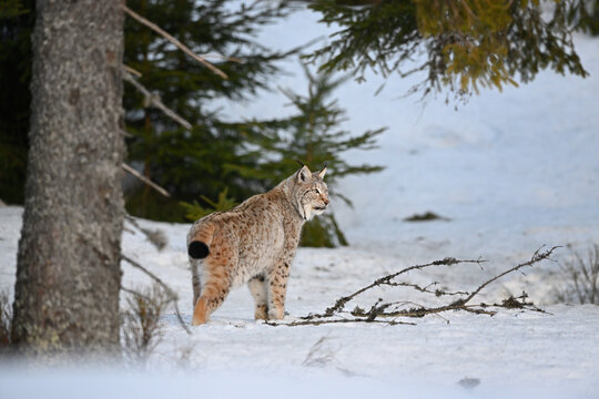 รูปภาพRys – เลือกดูภาพถ่ายสต็อก เวกเตอร์ และวิดีโอ171 | Adobe Stock