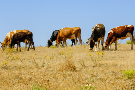 Tabaski Images – Parcourir 66,591 le catalogue de photos, vecteurs et ...