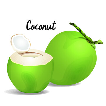 Green Coconut Vector Png