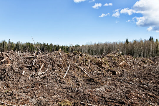 "Destroyed Forest" Images – Browse 608 Stock Photos, Vectors, and Video ...