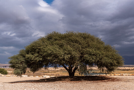Acacia Tree Israel Images – Browse 1,827 Stock Photos, Vectors, and ...