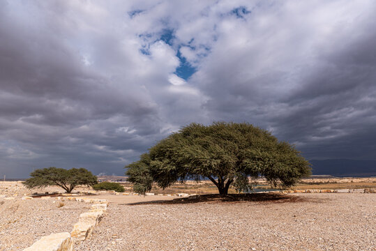 Acacia Tree Israel Images – Browse 1,743 Stock Photos, Vectors, and ...