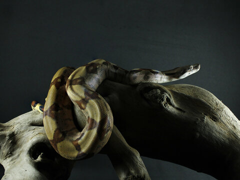 Python 이미지 – 찾아보기 81,156 스톡 사진, 벡터 및 비디오 | Adobe Stock