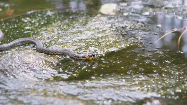 Serpent Video Footage – Browse 28,767 HD Stock Video and Footage ...
