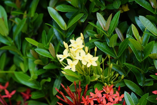 Imágenes de Viruchi: descubre bancos de fotos, ilustraciones, vectores ...