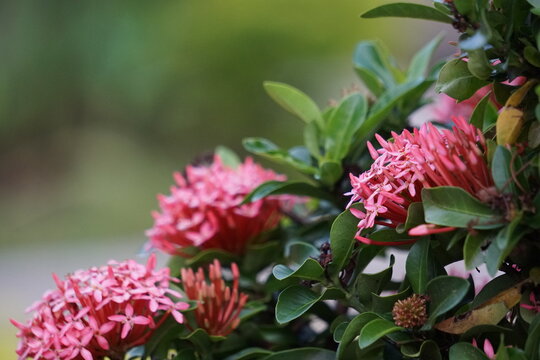 Imágenes de Viruchi: descubre bancos de fotos, ilustraciones, vectores ...