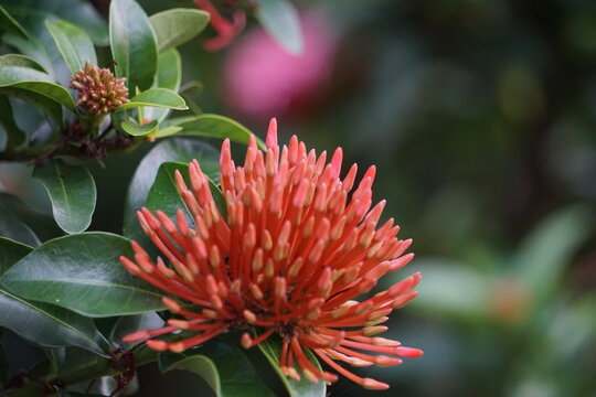 「Viruchi」の画像 - 167 件の Stock 写真、ベクターおよびビデオ | Adobe Stock