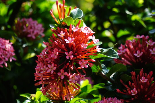 「Viruchi」の画像 - 167 件の Stock 写真、ベクターおよびビデオ | Adobe Stock