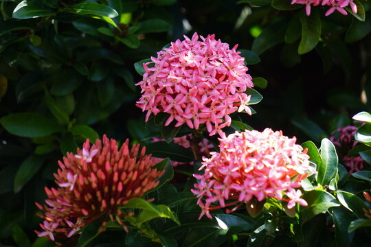 「Viruchi」の画像 - 167 件の Stock 写真、ベクターおよびビデオ | Adobe Stock