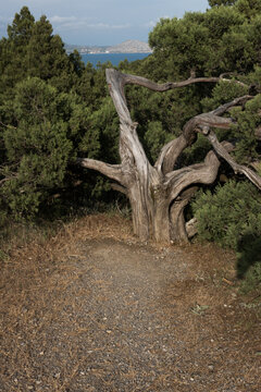 "Crooked Tree"-Bilder: Stock-Fotos & -Videos. | Adobe Stock
