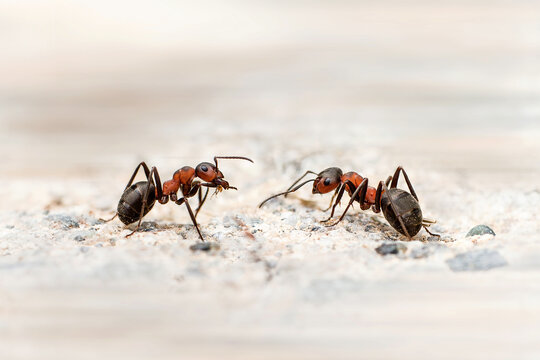 Fourmis Images – Browse 861 Stock Photos, Vectors, and Video | Adobe Stock