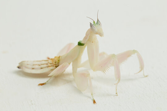White Orchid Mantis