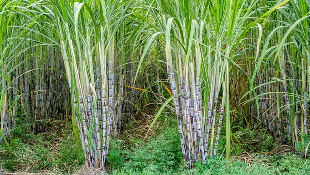 Single Sugar Cane Plant
