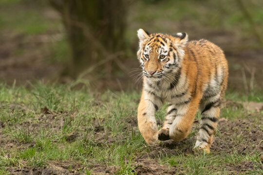 Siberian Amur Tiger Cub Images – Browse 1,292 Stock Photos, Vectors, and Video | Adobe Stock