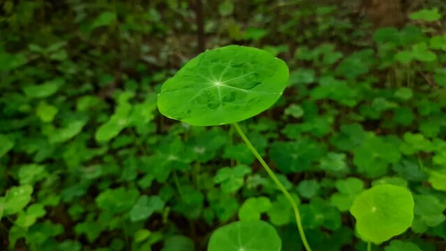 Nose-Tweaker Images – Browse 73 Stock Photos, Vectors, and Video ...