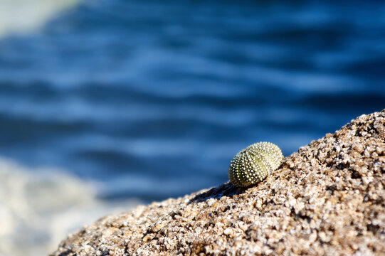 Seeigelskelett Bilder – Durchsuchen 275 Archivfotos, Vektorgrafiken und ...