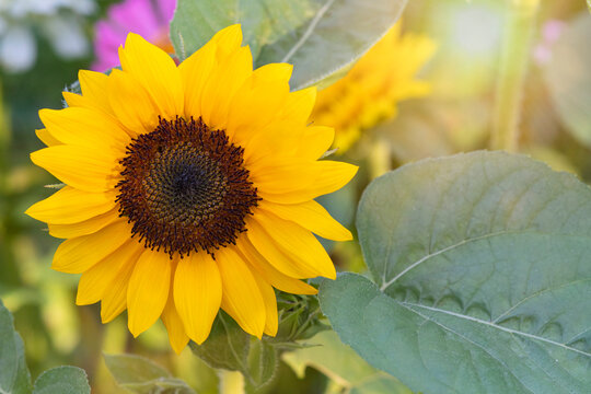 "Straight On" Images – Browse 1,141 Stock Photos, Vectors, and Video ...