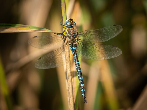 รูปภาพAeschna – เลือกดูภาพถ่ายสต็อก เวกเตอร์ และวิดีโอ1,808 | Adobe Stock