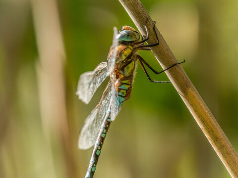 รูปภาพAeschna – เลือกดูภาพถ่ายสต็อก เวกเตอร์ และวิดีโอ1,808 | Adobe Stock