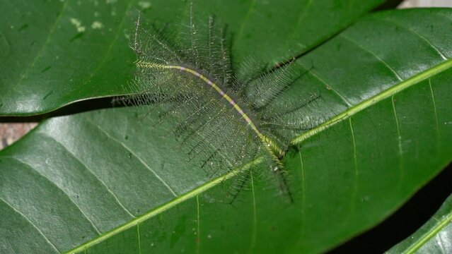 Common Baron Caterpillar Camouflage