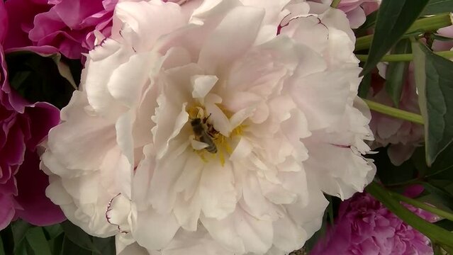 Pfingstblumen-Bilder: Stock-Fotos & -Videos. | Adobe Stock