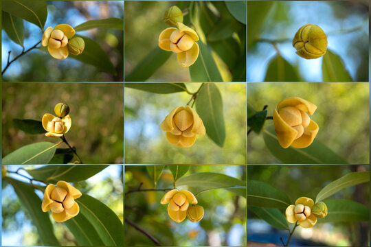 รูปภาพRumdul – เลือกดูภาพถ่ายสต็อก เวกเตอร์ และวิดีโอ379 | Adobe Stock