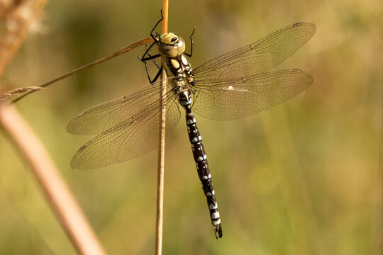 รูปภาพAeschna – เลือกดูภาพถ่ายสต็อก เวกเตอร์ และวิดีโอ1,808 | Adobe Stock