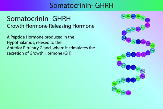 Somatocrinin Images – Browse 28 Stock Photos, Vectors, and Video ...