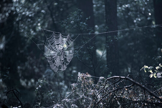 Spidernet Images – Browse 254 Stock Photos, Vectors, and Video | Adobe ...