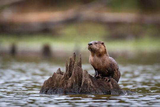 "River Otter" Images – Browse 6,001 Stock Photos, Vectors, and Video ...
