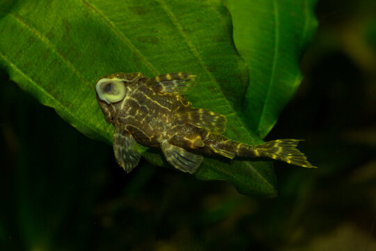 รูปภาพLoricariidae – เลือกดูภาพถ่ายสต็อก เวกเตอร์ และวิดีโอ288 | Adobe ...