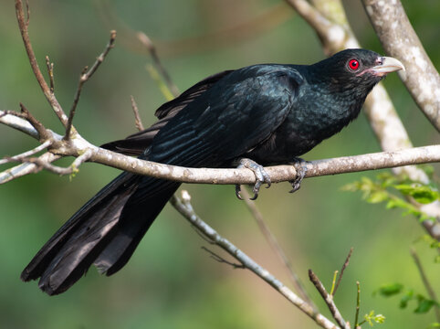 Koel Bilder – Durchsuchen 844 Archivfotos, Vektorgrafiken und Videos ...