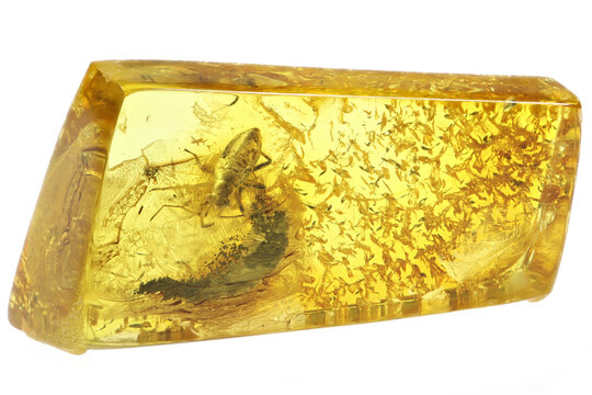 Miridae Bilder – Durchsuchen 713 Archivfotos, Vektorgrafiken und Videos ...