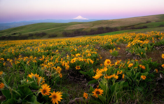 Balsam Root Flowers Images – HD & 4K Photos Free to Download | PikWizard