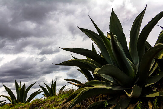 รูปภาพPenca – เลือกดูภาพถ่ายสต็อก เวกเตอร์ และวิดีโอ740 | Adobe Stock